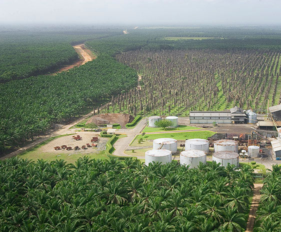 Induspalma - GRUPO SID