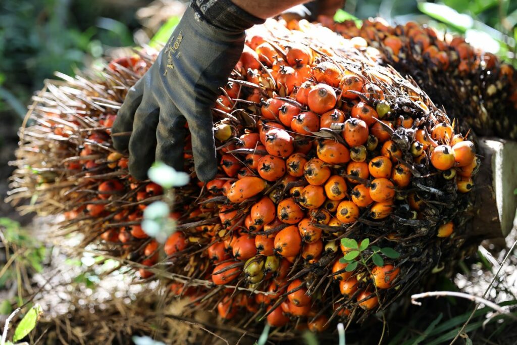 Induspalma - GRUPO SID